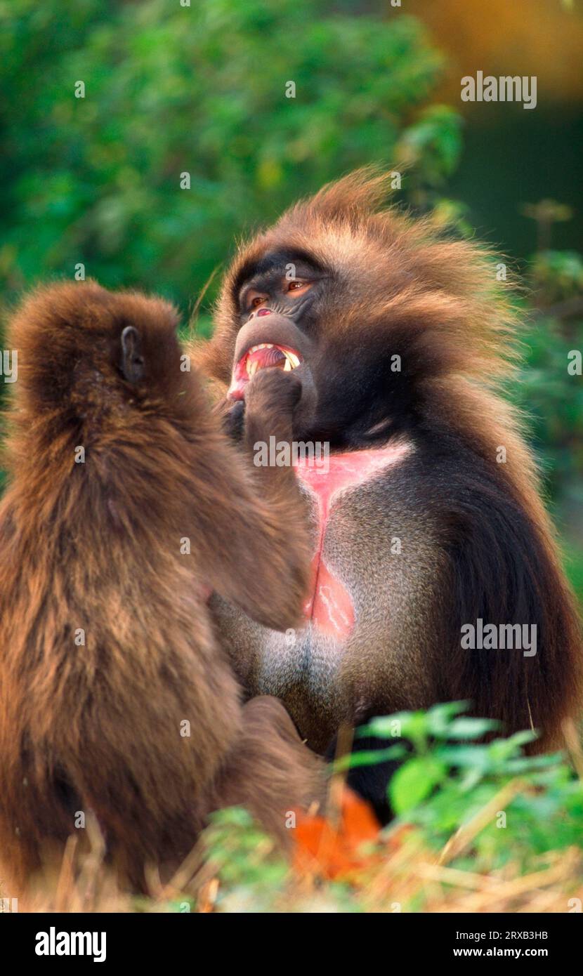 Gelada Baboons (Theropithecus gelada), female grooming male Stock Photo ...