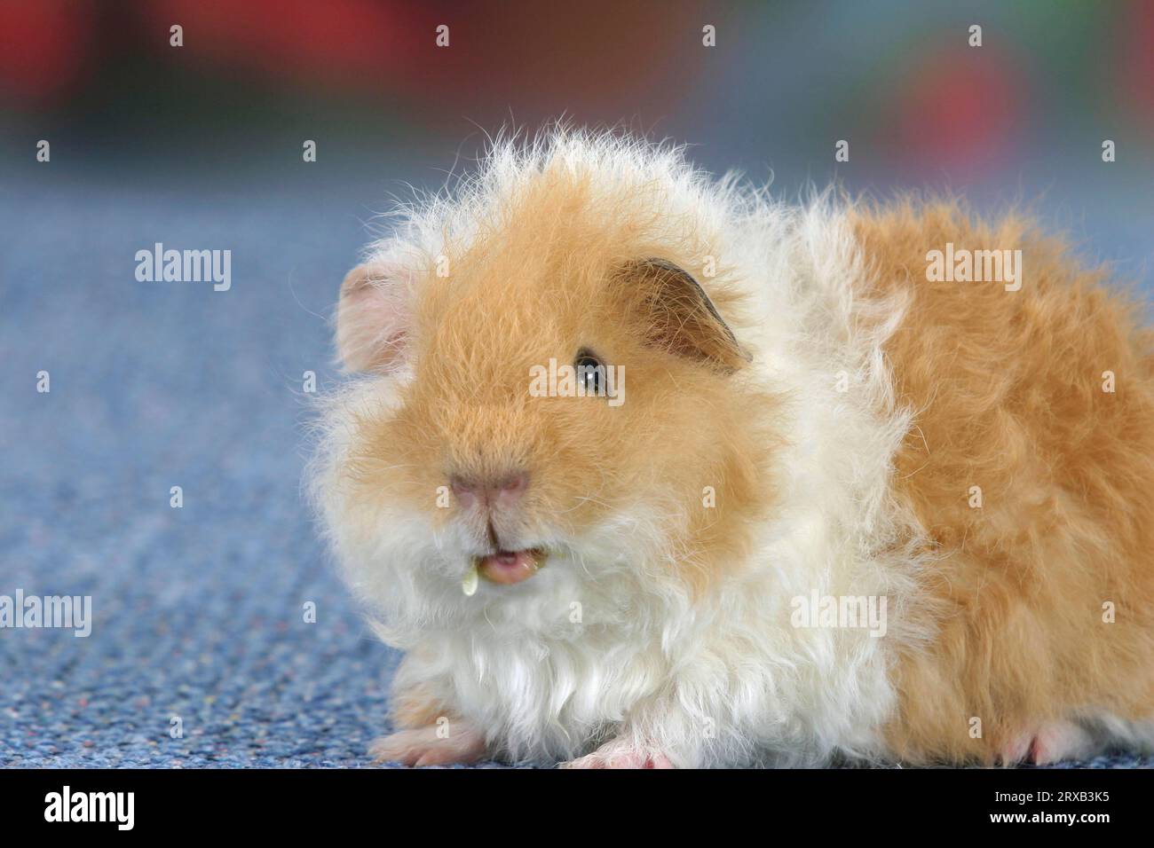 Buff and white hi-res stock photography and images - Alamy