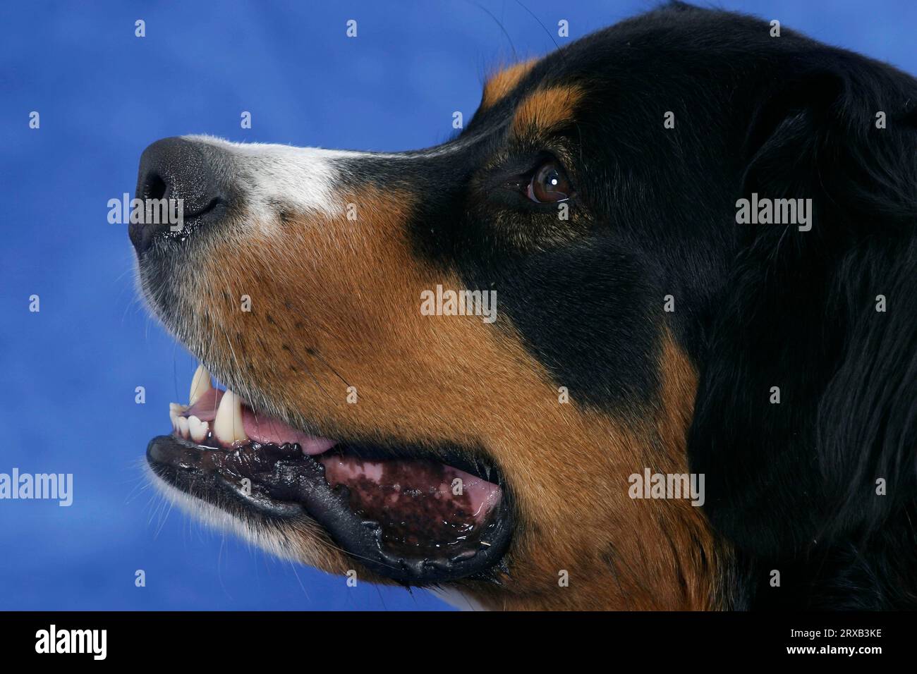 Dog face profile hi-res stock photography and images - Alamy