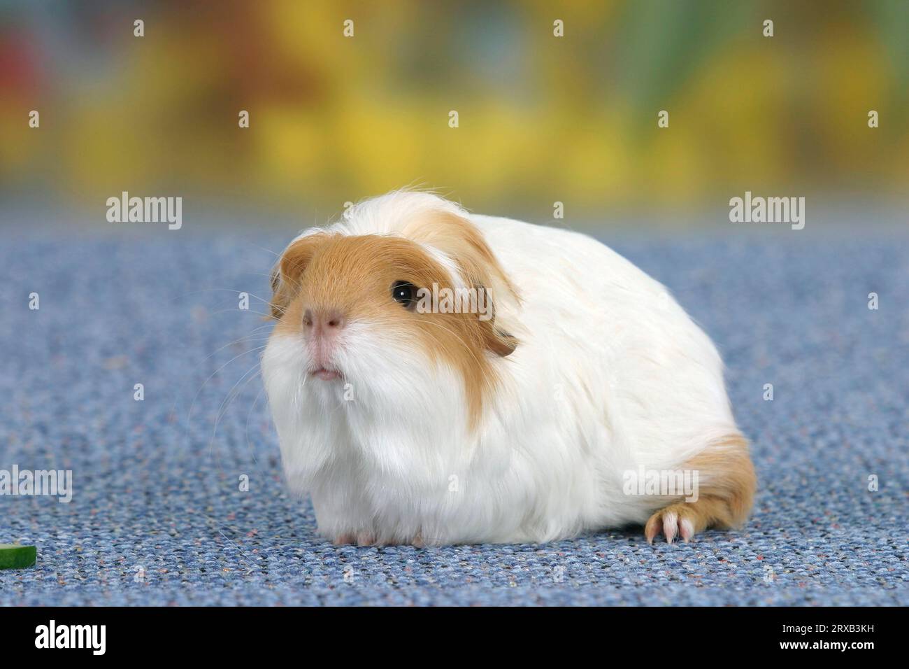 Buff and white hi-res stock photography and images - Alamy