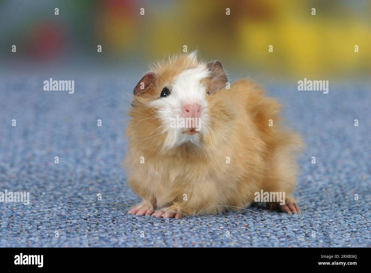 Satin guinea pig hi-res stock photography and images - Alamy