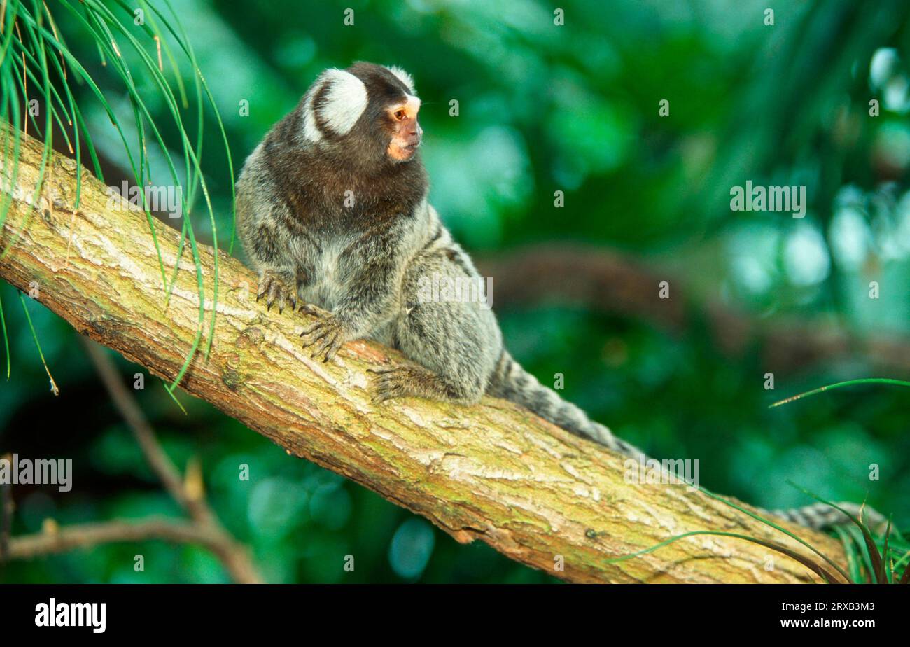 Common Marmoset (Callithrix jacchus Stock Photo - Alamy