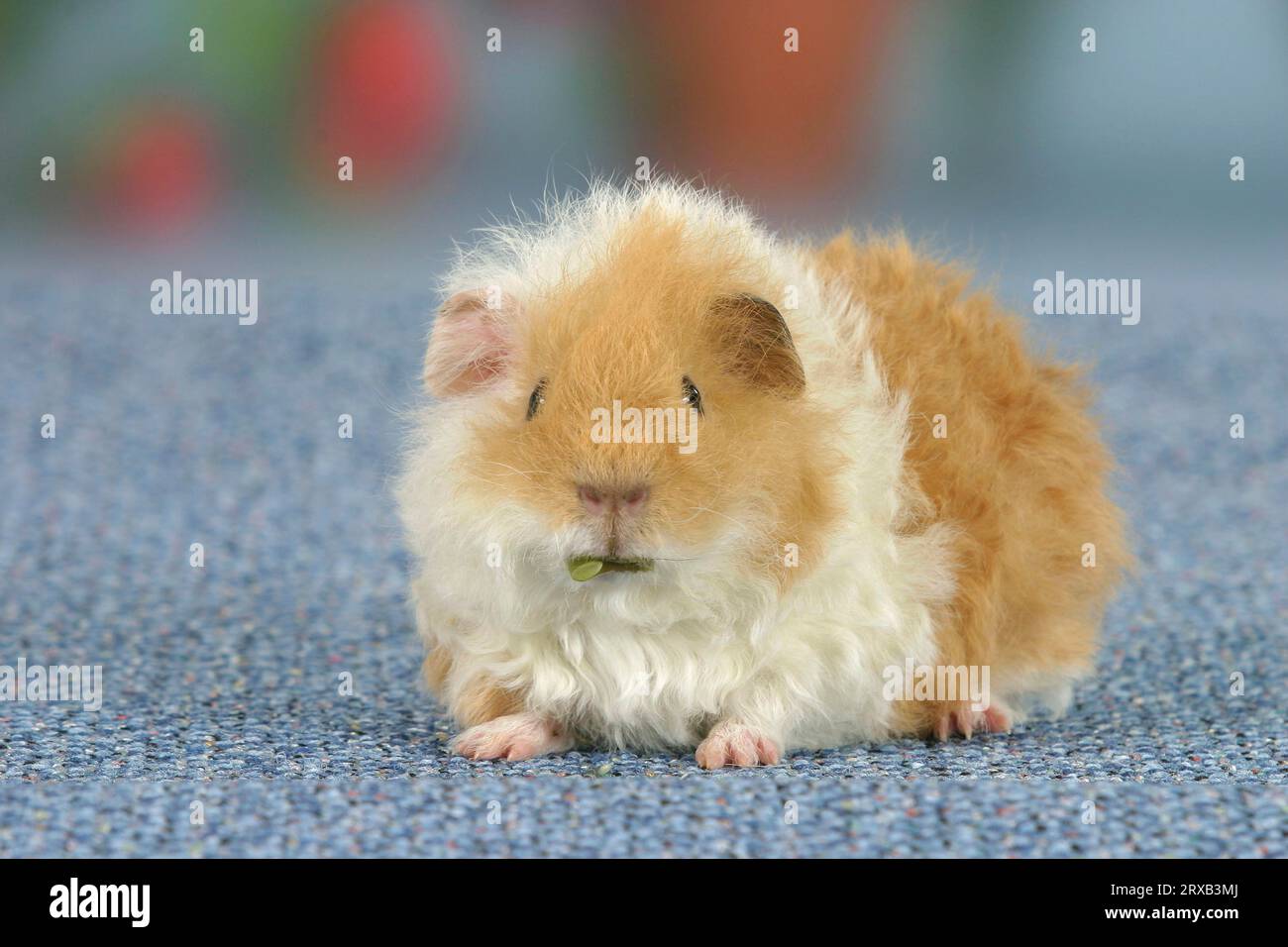 Buff and white hi-res stock photography and images - Alamy