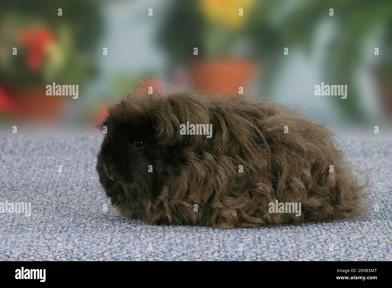 Guinea pig merino hi-res stock photography and images - Alamy