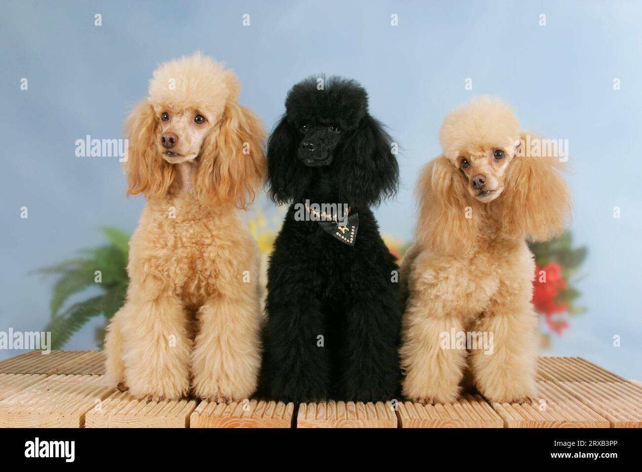 Small poodle, apricot and black, poodle Stock Photo - Alamy