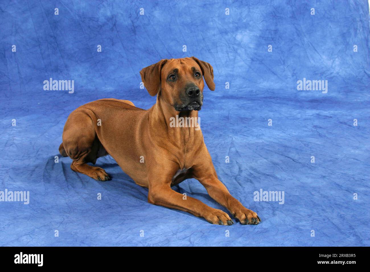 Rhodesian Ridgeback also known as African lion dog Stock Photo - Alamy
