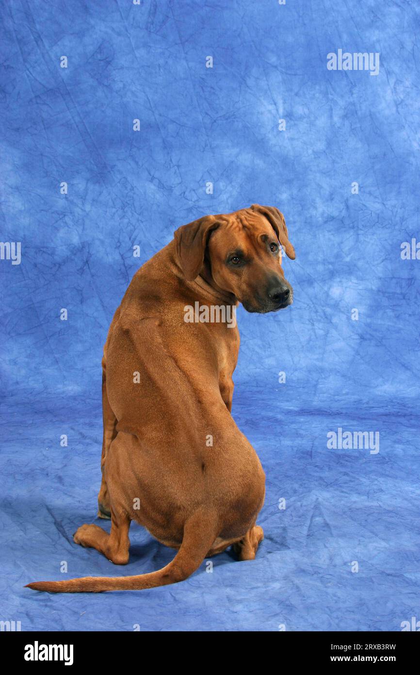 Rhodesian Ridgeback also known as African lion dog Stock Photo - Alamy