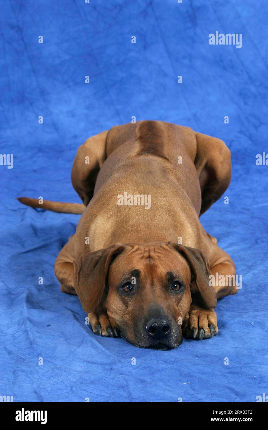 Rhodesian Ridgeback also known as African lion dog Stock Photo - Alamy