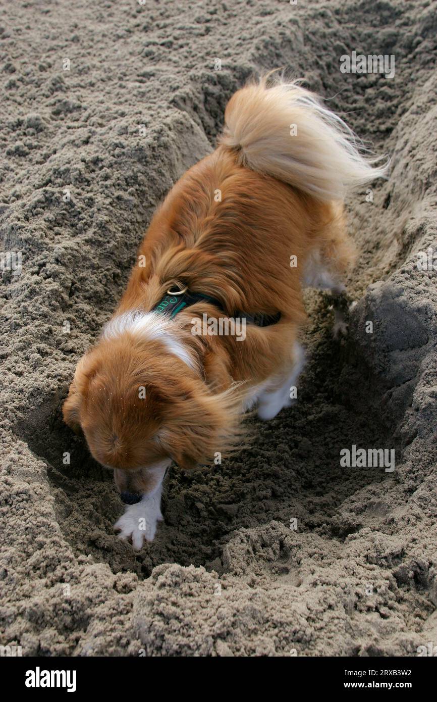 Mixed breed dog digging on the beach, digging, digging, digging Stock ...