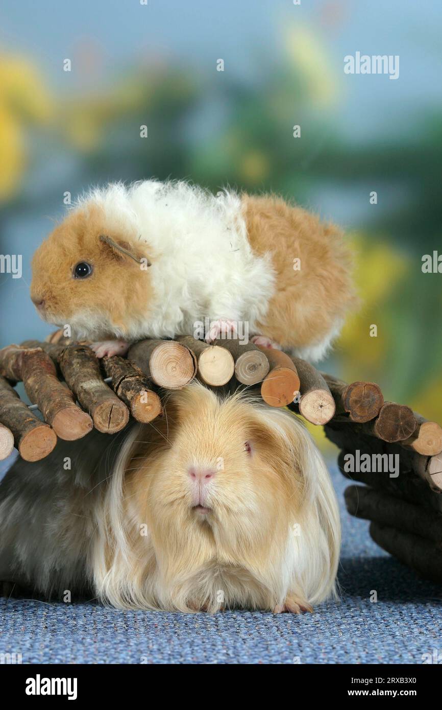 Coronet guinea pig, saffron-white, and Texel guinea pig, buff-white ...