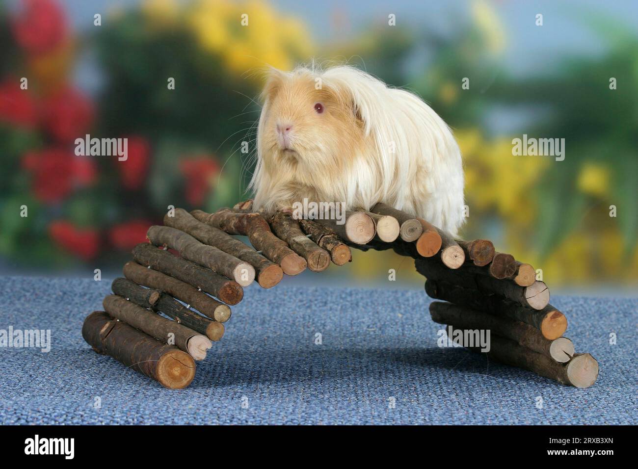 Coronet guinea pig, saffron-white Stock Photo - Alamy