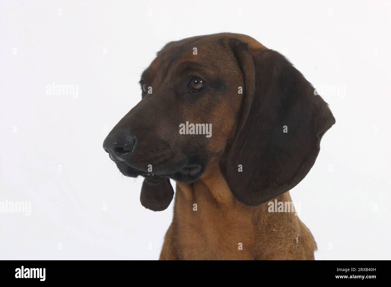 Bavarian dog breed hi-res stock photography and images - Alamy
