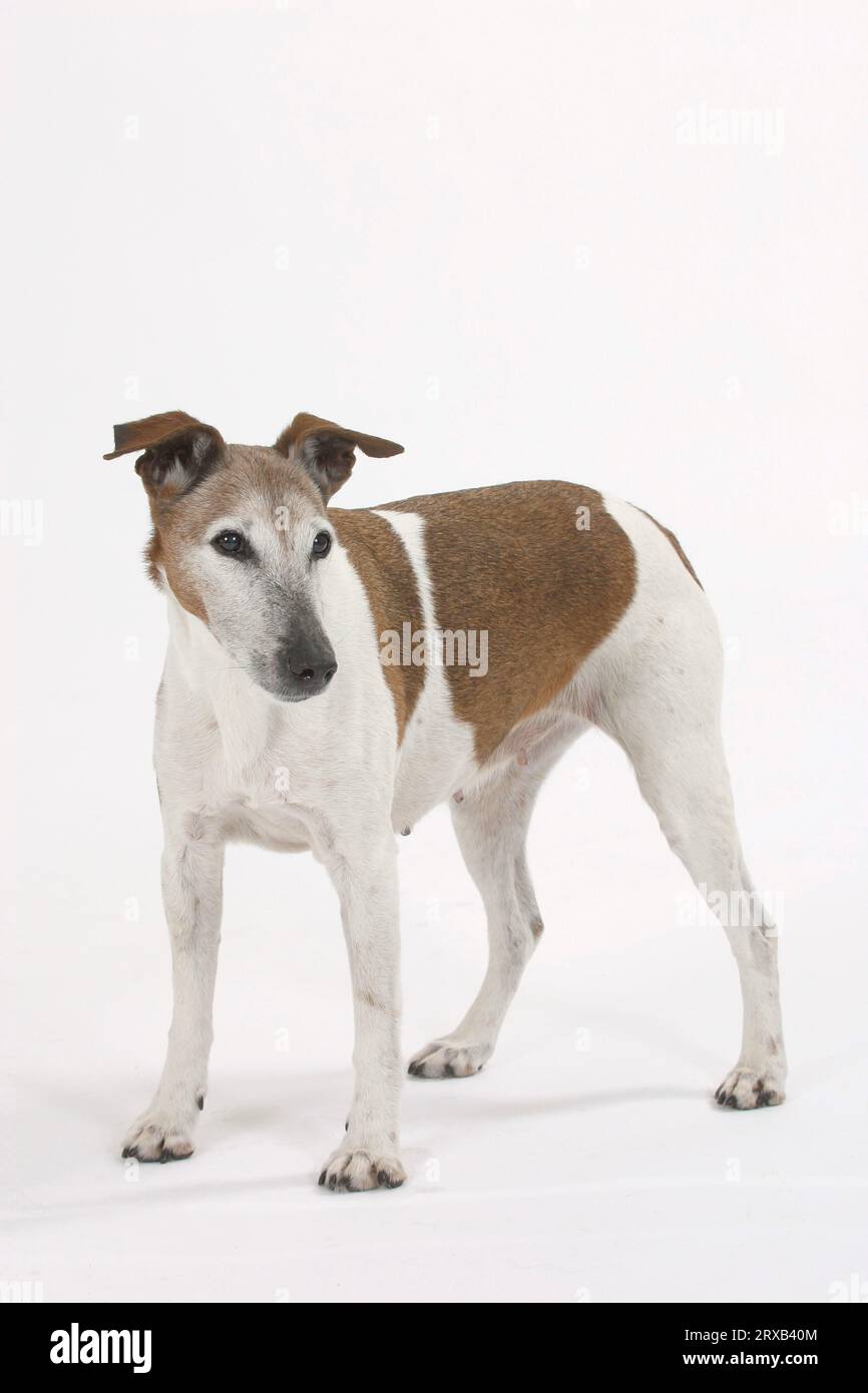 Old fox terrier hi-res stock photography and images - Alamy