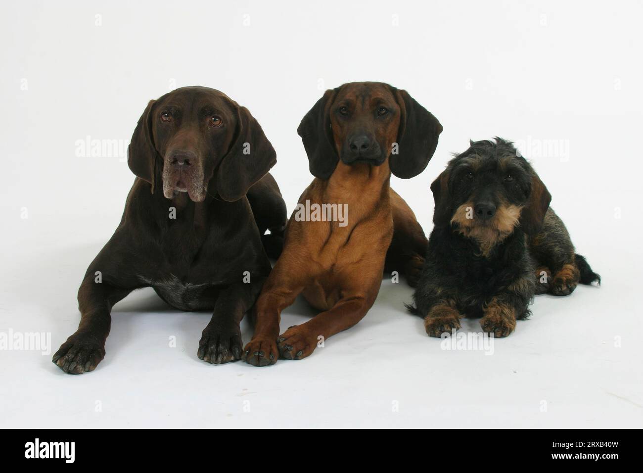 German Shorthaired, Bavarian Mountain and Roughhaired Dachshund, German ...