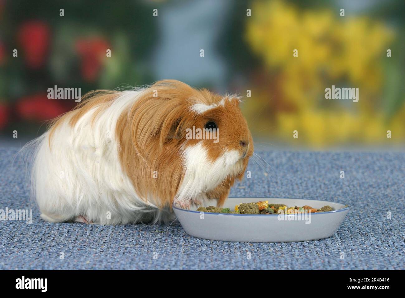 Coronet guinea pig, red and white, at the food bowl Stock Photo - Alamy