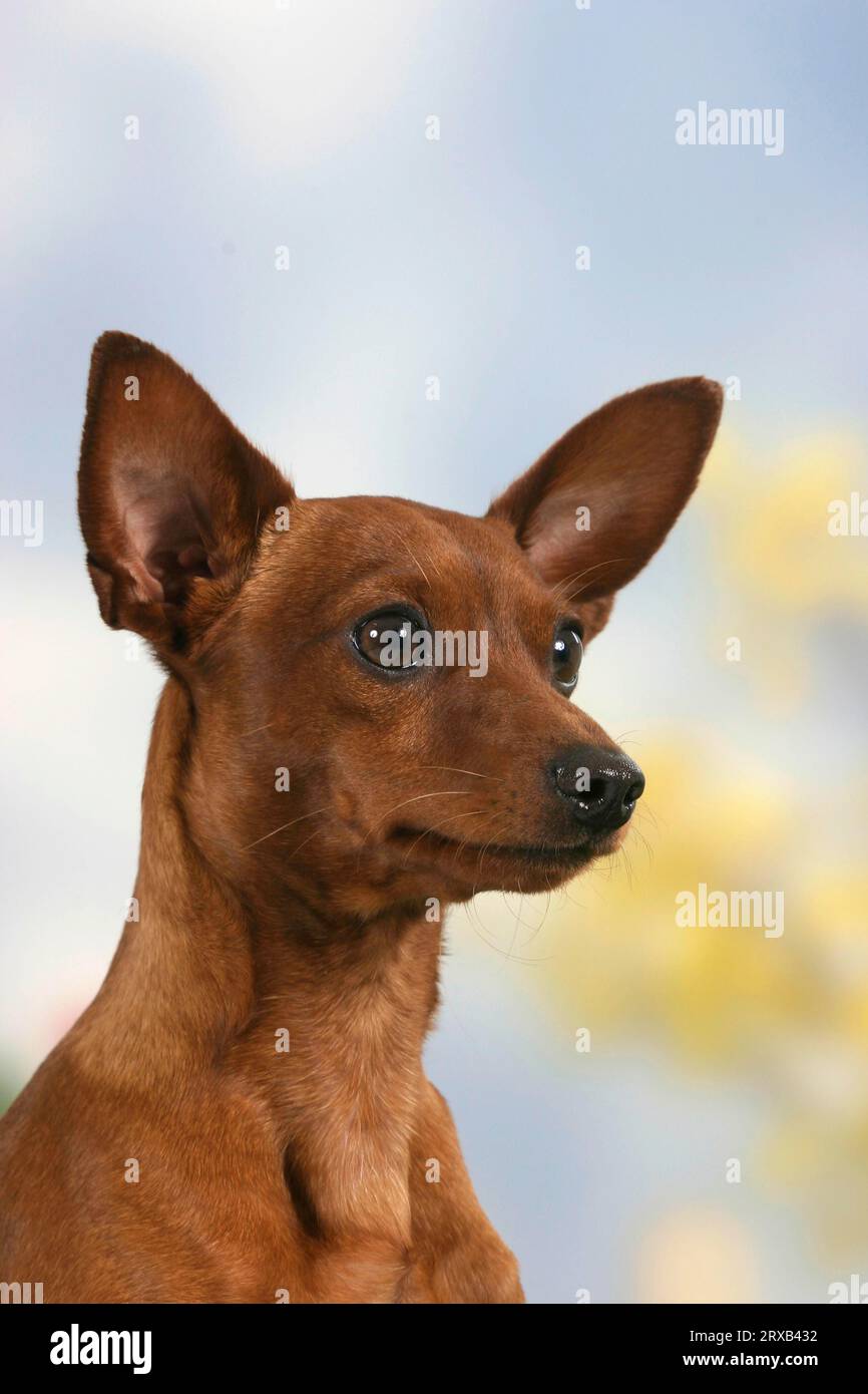 Dwarf Pinscher, Pinscher, Deer Pinscher, Dwarf Grey Pinscher Stock ...
