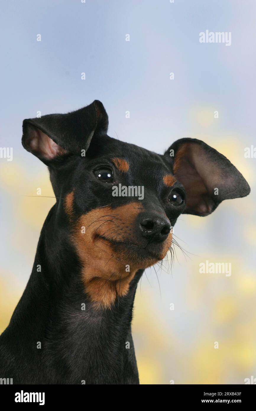 Dwarf Pinscher, Pinscher, Deer Pinscher, Dwarf Grey Pinscher Stock ...