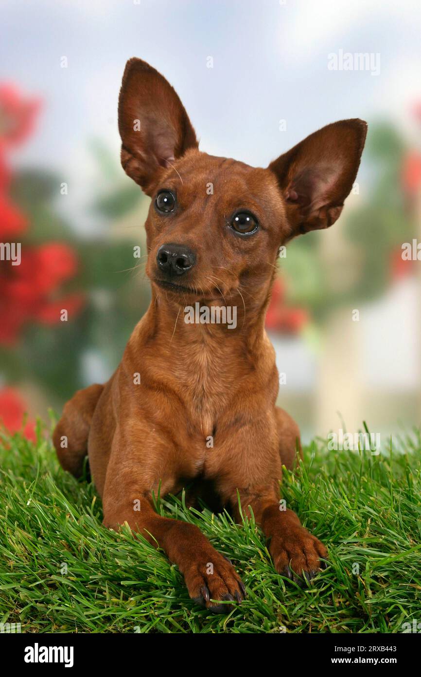 Dwarf Pinscher, Pinscher, Deer Pinscher, Dwarf Grey Pinscher Stock ...