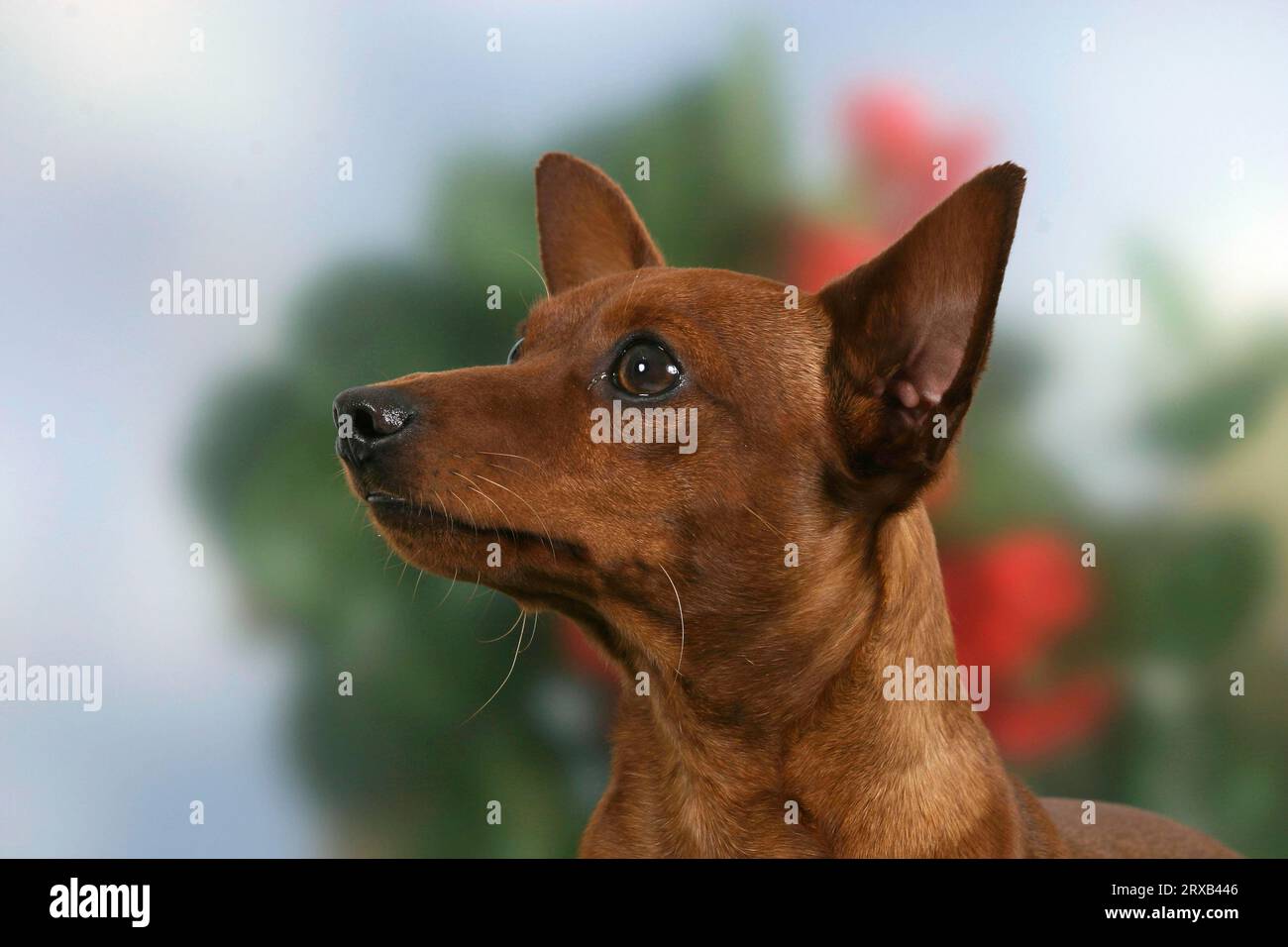 Dwarf Pinscher, Pinscher, Deer Pinscher, Dwarf Grey Pinscher Stock ...