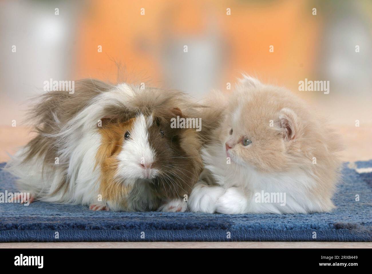 Persian cat, kitten, 6 weeks, and guinea pig Stock Photo - Alamy
