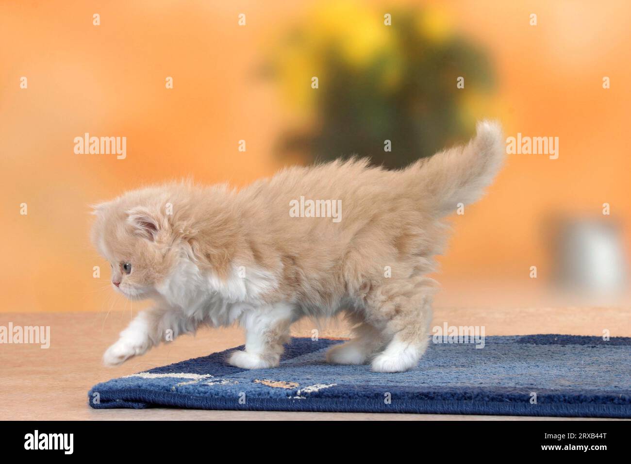 Persian cat, kitten, 6 weeks, lateral, detachable Stock Photo - Alamy