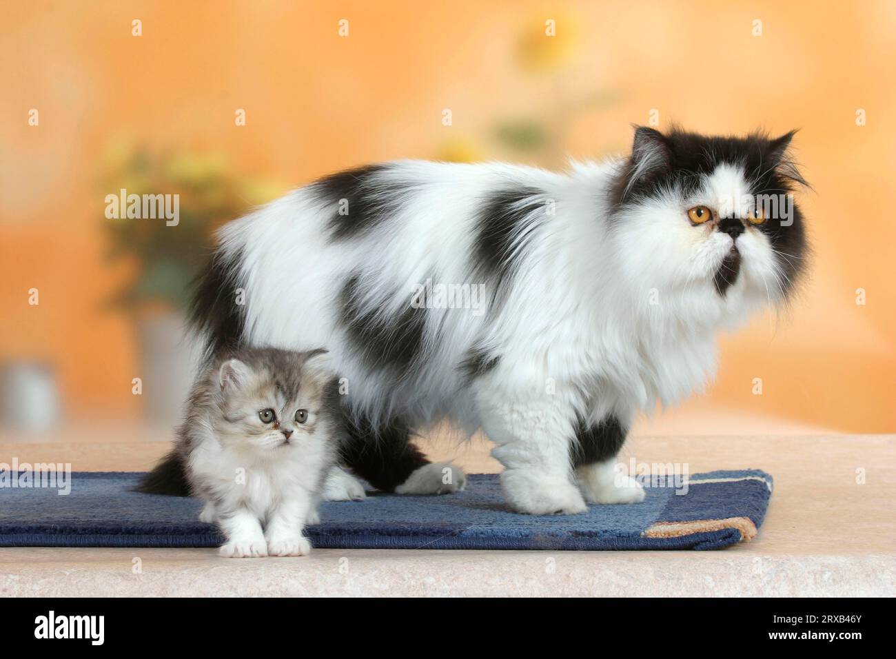 Black And White Persian Kittens