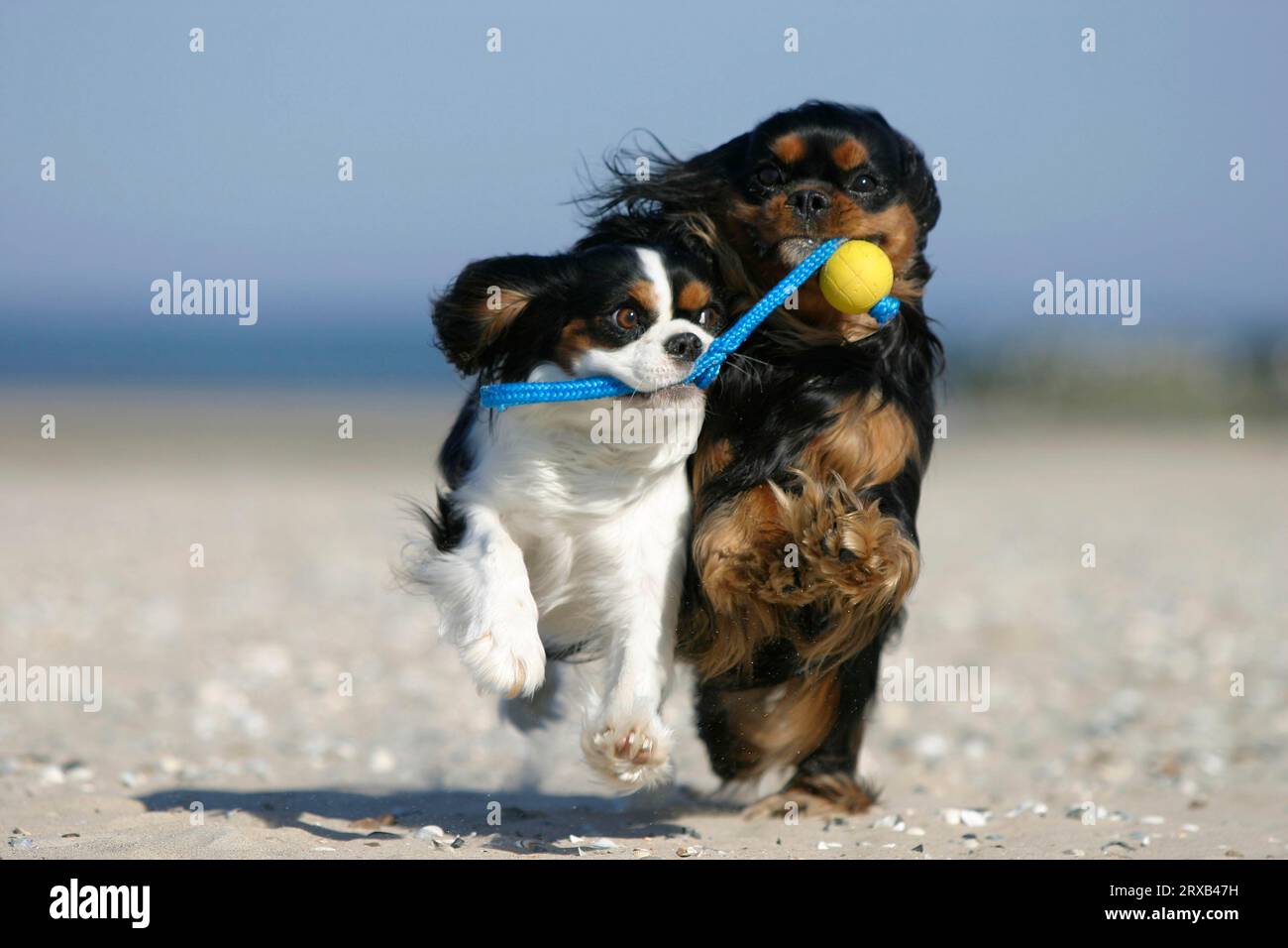 Cavalier King Charles Spaniel, fetch ball on the beach, toy Stock Photo ...