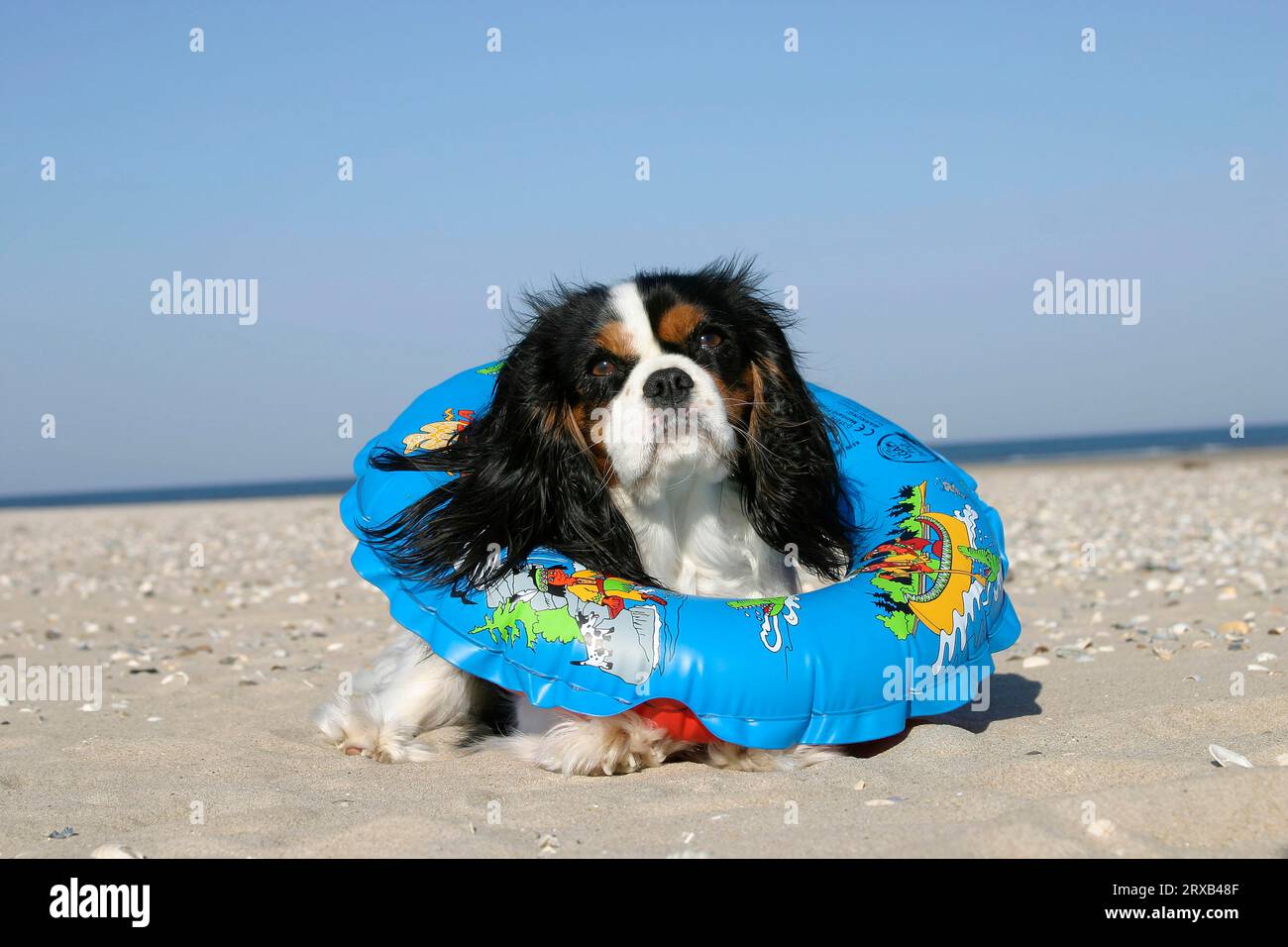 Cavalier King Charles Spaniel, tricolour, with swimming hoop on the ...