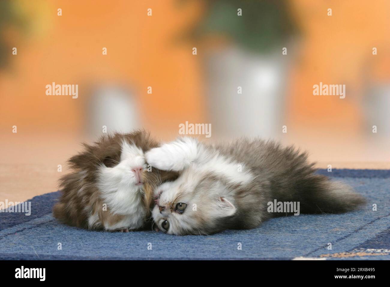 Guinea pig and kitten hi-res stock photography and images - Alamy