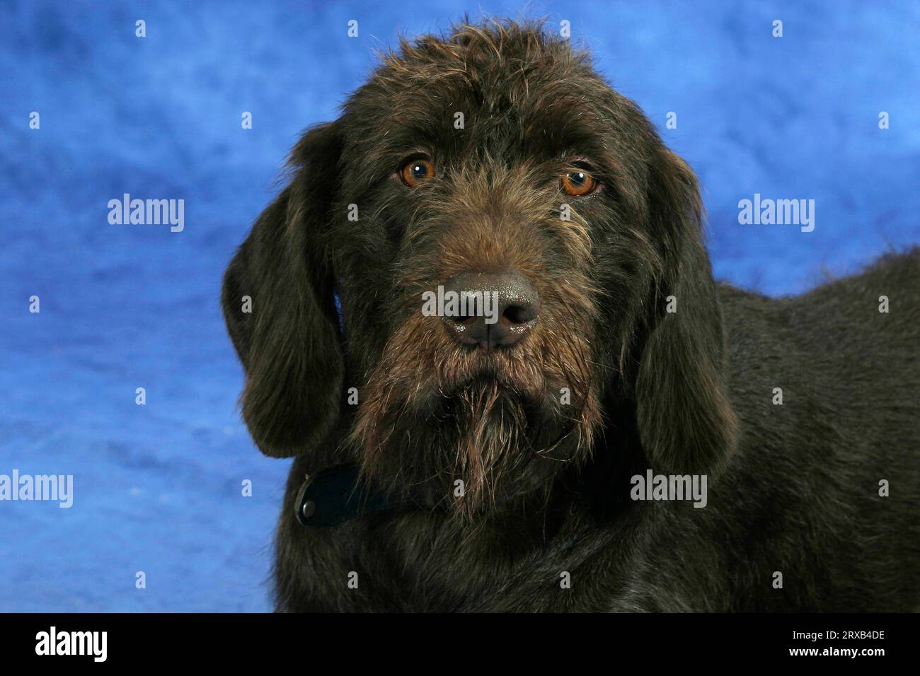 Stichelhaar hi-res stock photography and images - Alamy