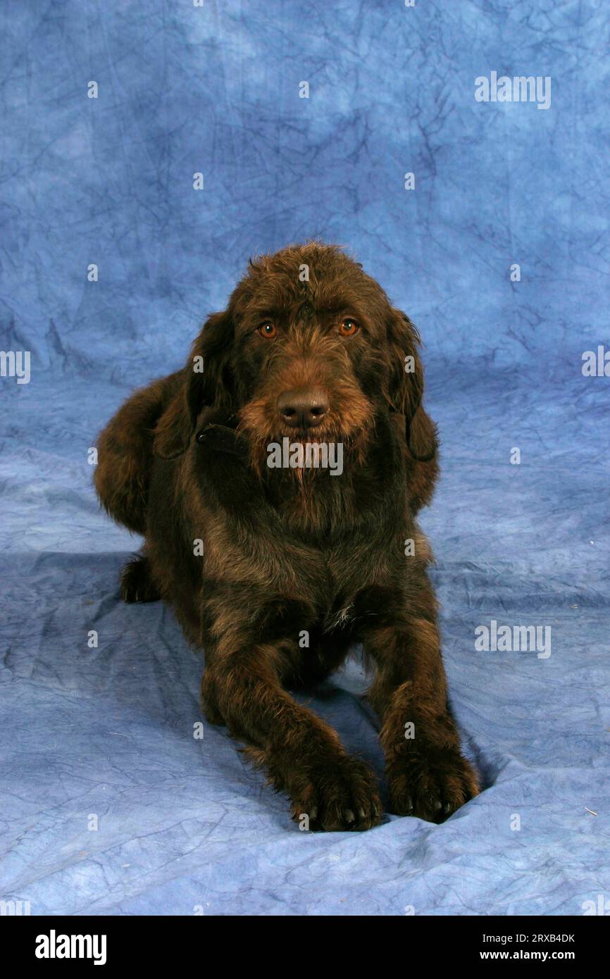 German Stichelhaar, German Stichelhaariger Pointing Dog Stock Photo - Alamy