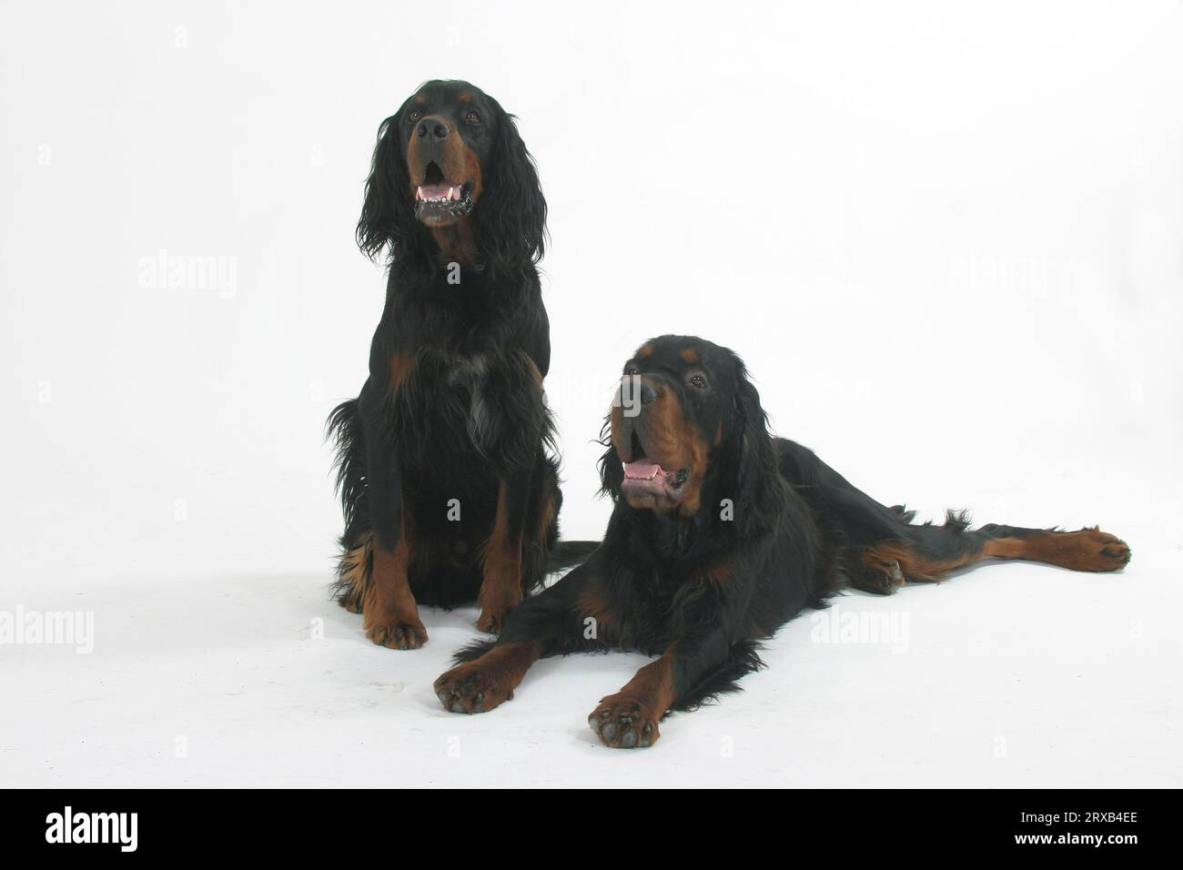 Couple dog setter hi-res stock photography and images - Alamy