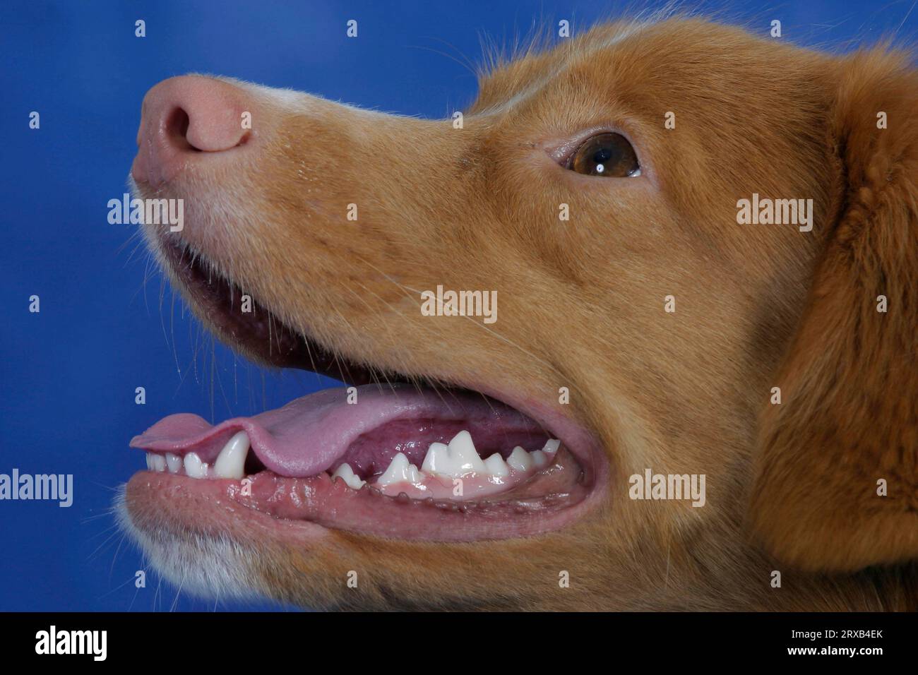 Nova Scotia Duck Tolling Retriever, Duck Toller, Page Stock Photo - Alamy