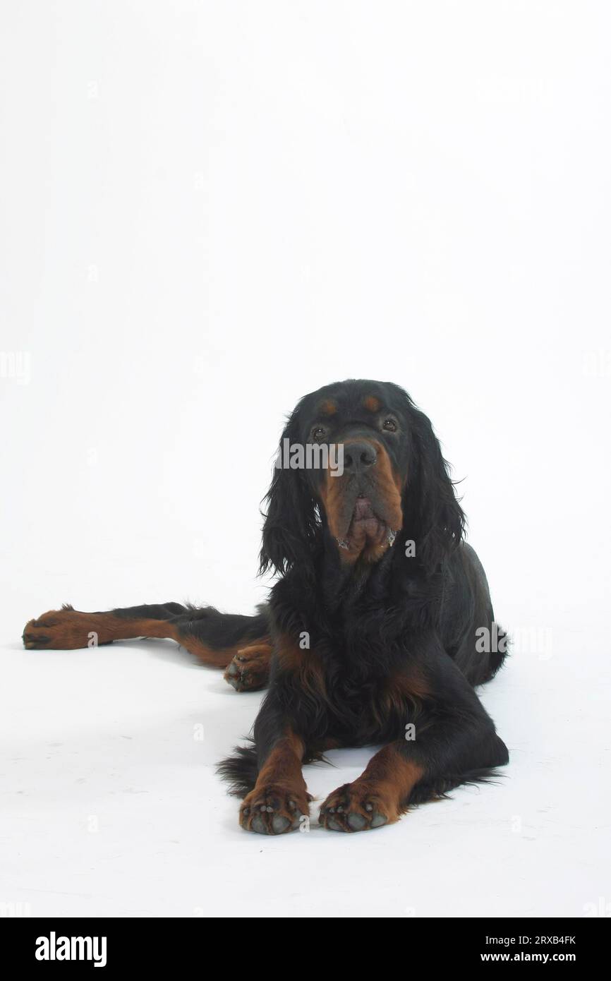 Setter face hi-res stock photography and images - Alamy