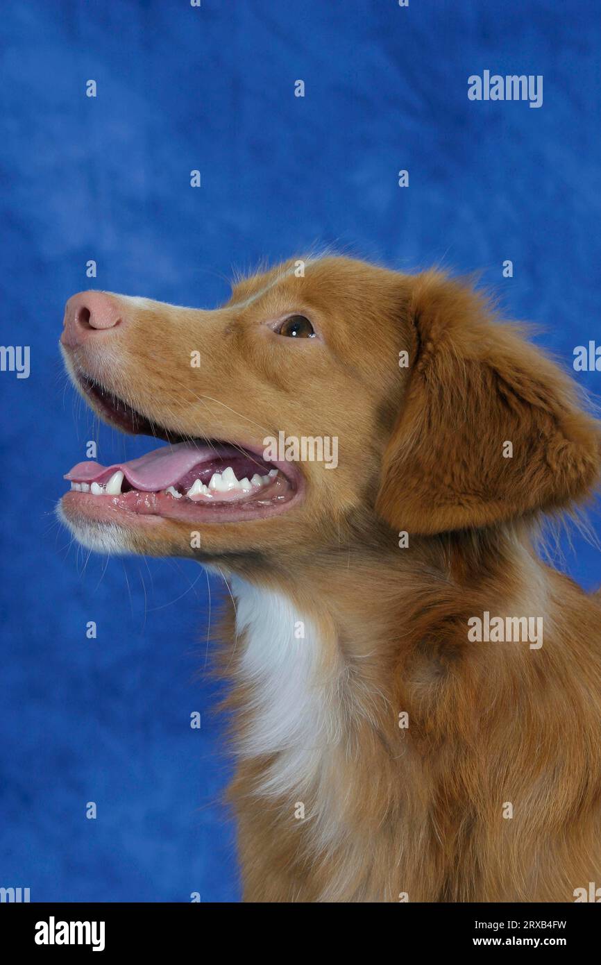 Nova Scotia Duck Tolling Retriever, Duck Toller, Page Stock Photo - Alamy