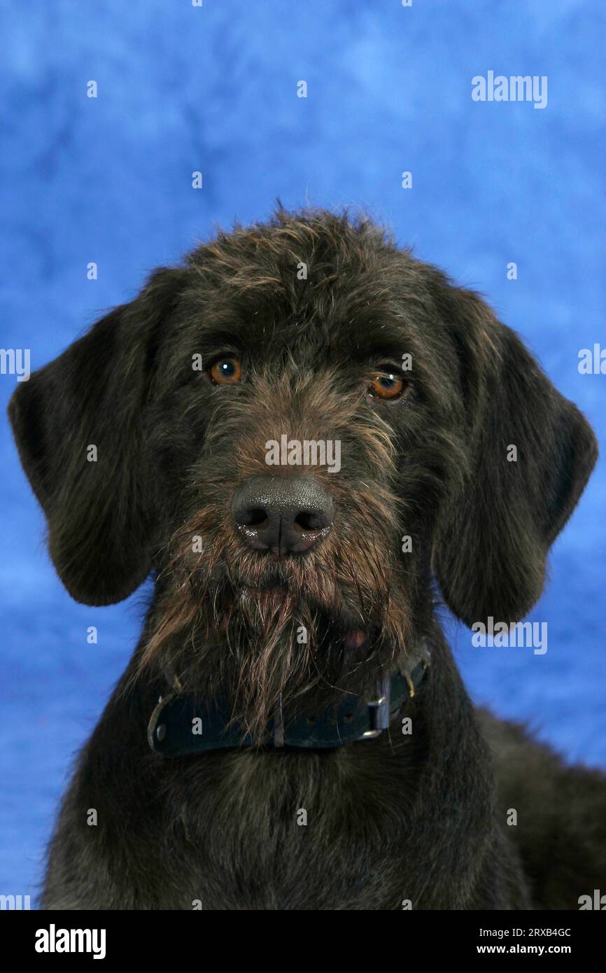 German stichelhaar hi-res stock photography and images - Alamy