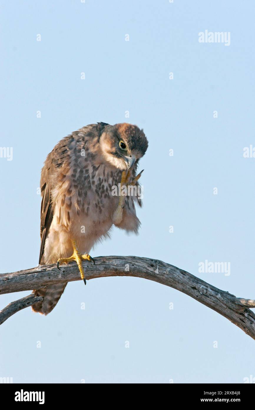 Savanna falcon hi-res stock photography and images - Alamy