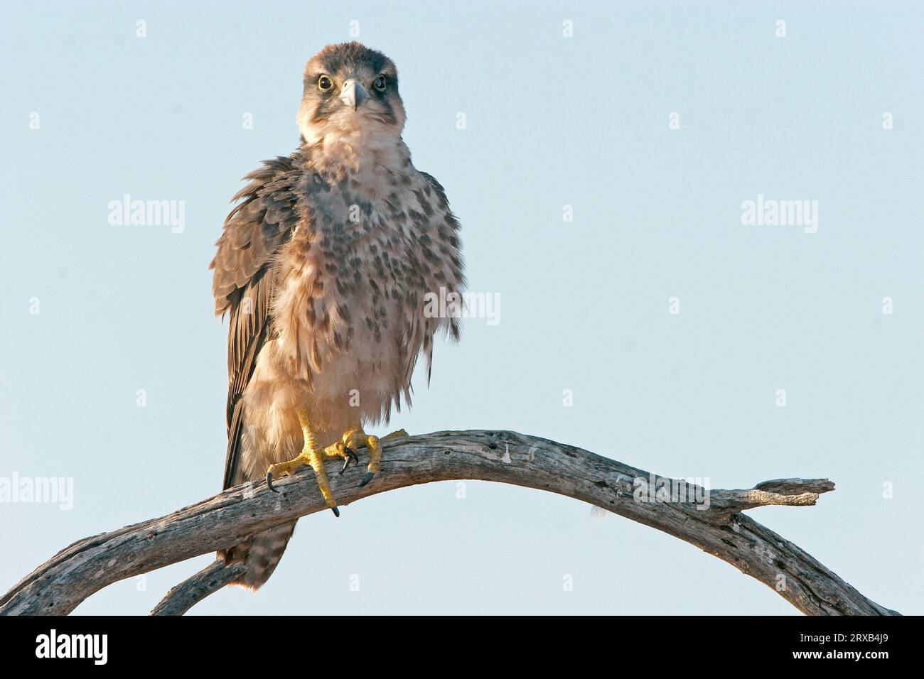 Savanna falcon hi-res stock photography and images - Alamy