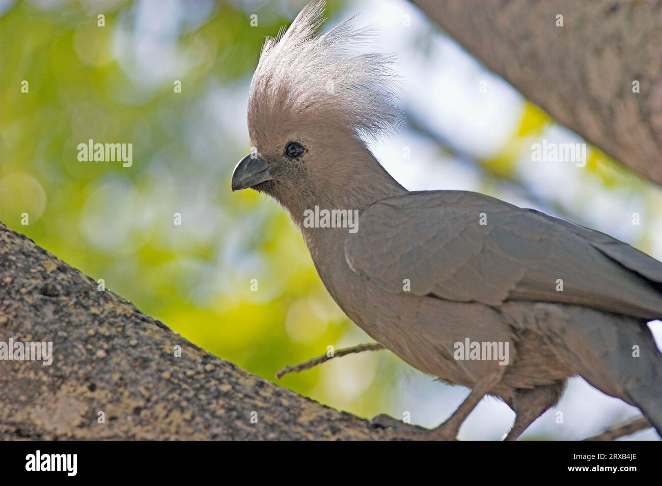 Go-away Bird, Etosha national park, Namibia, Grey (Corythaixoides ...