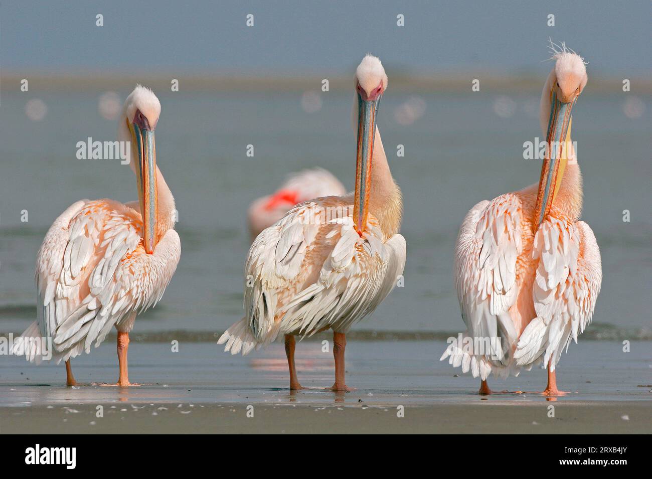 Synchronous behaviour hi-res stock photography and images - Alamy