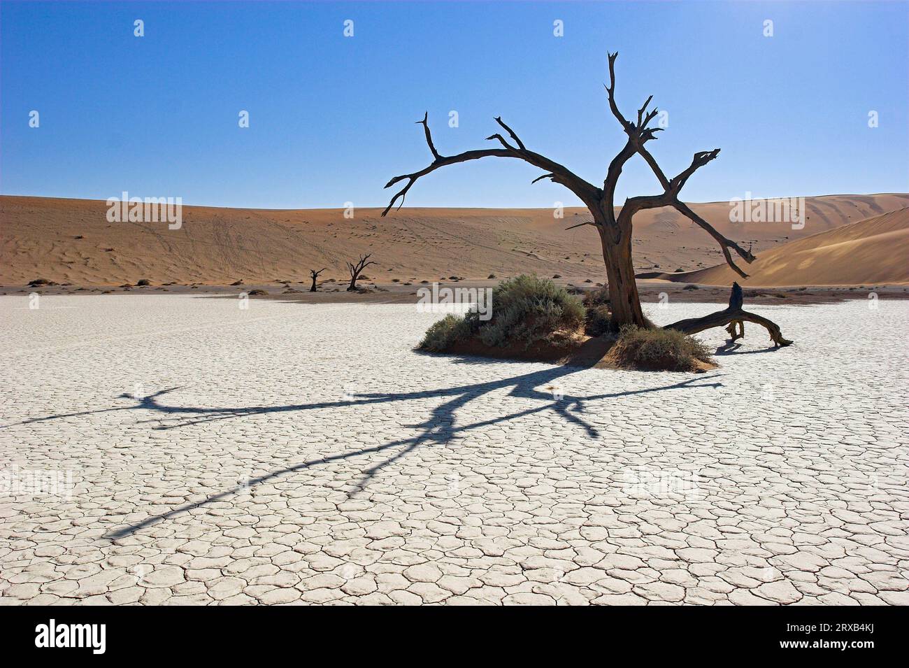 Dead Tree, Hidden Vlei, Namib-Naukluft National Park, Namib Desert ...