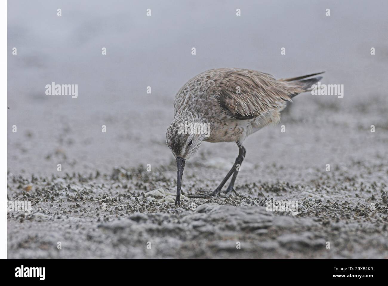 Curlew Sandpiper (Calidris ferruginea), Walvis Bay, Namibia Stock Photo ...