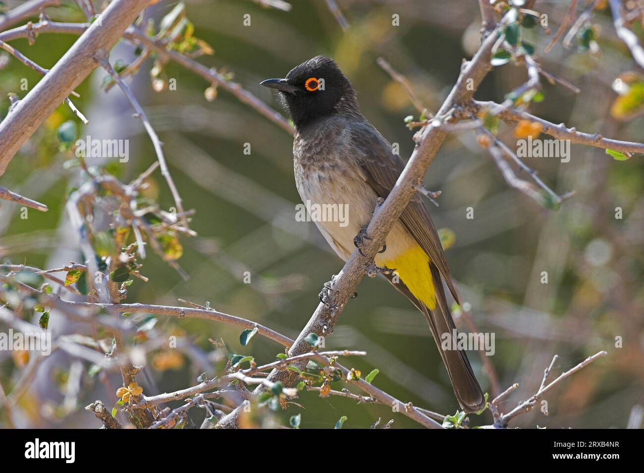 African red eyed bulbul (Pycnonotus nigricans), Namibia Stock Photo - Alamy