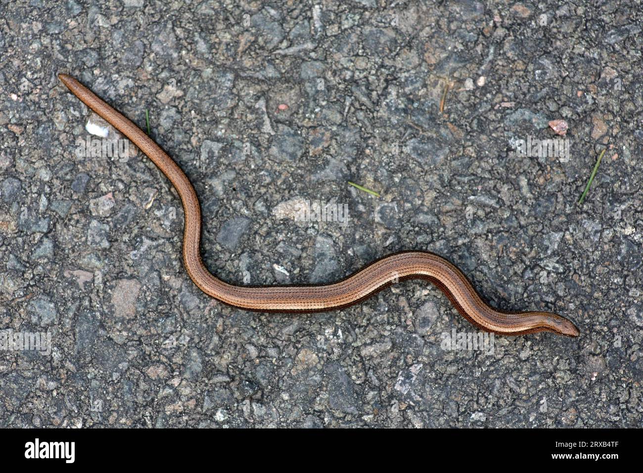 Slow worm (Anguis fragilis) snakes over ground Stock Photo - Alamy