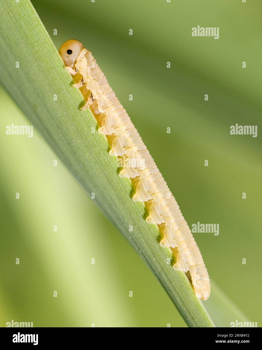 Larva of a leaf wasp (Tenthredinidae) on a blade of grass Stock Photo ...