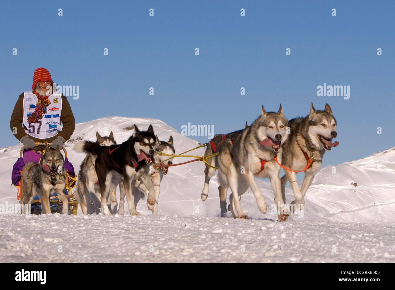 Sled Dog Race at Wildkogel, Longtrail, Siberian Husky Team, Huskies ...