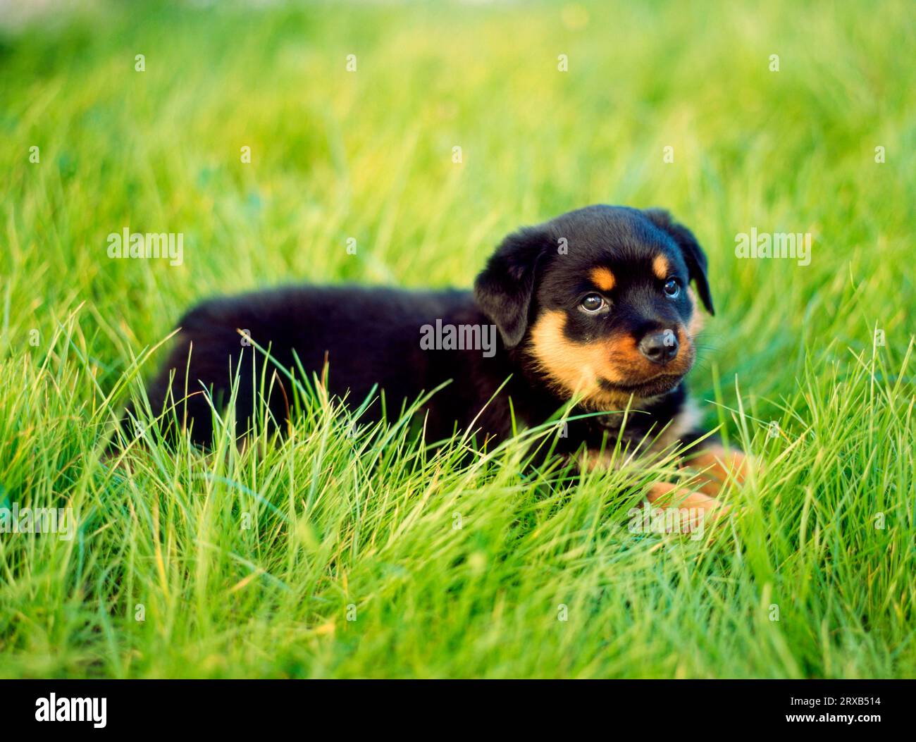 Baby rottweiler hi-res stock photography and images - Alamy