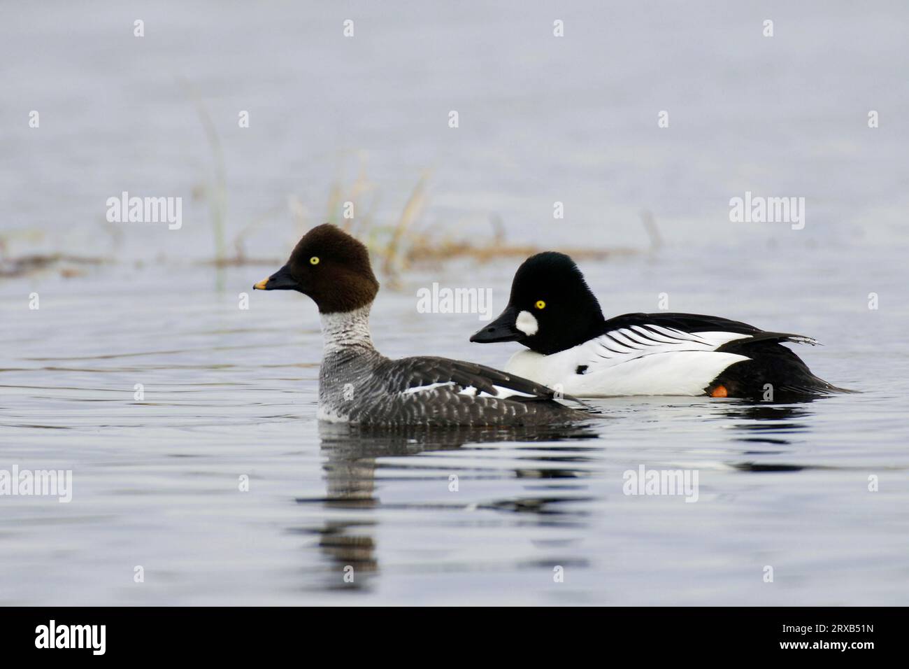 Male female common goldeneye hi-res stock photography and images - Alamy