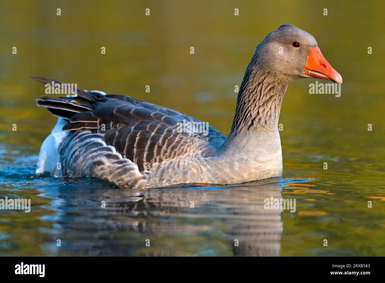 Goose floating on water Stock Photo - Alamy