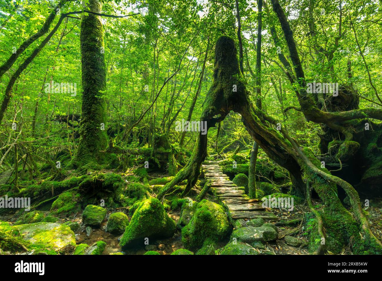 Japanese cedar tree forest hi-res stock photography and images - Alamy